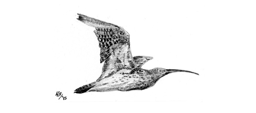 CURLEW (Numenius arquata) – The History of the Birds of Stevenage