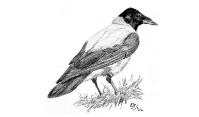 Crows and allies – The History of the Birds of Stevenage